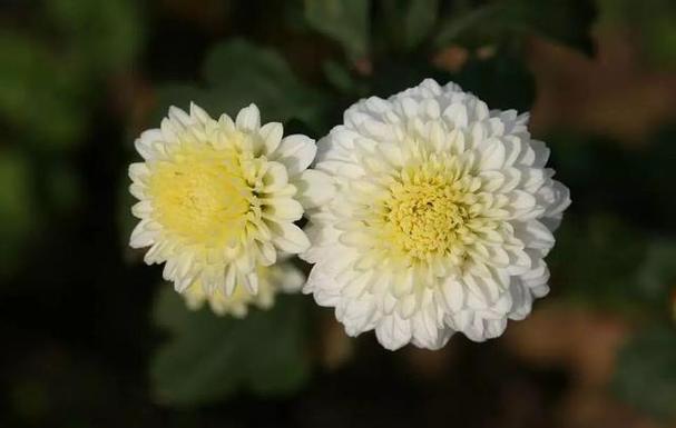 花瓣代替图标