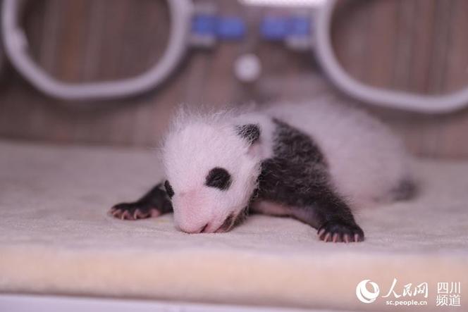 大熊猫成绩的十个崽都叫什么图标