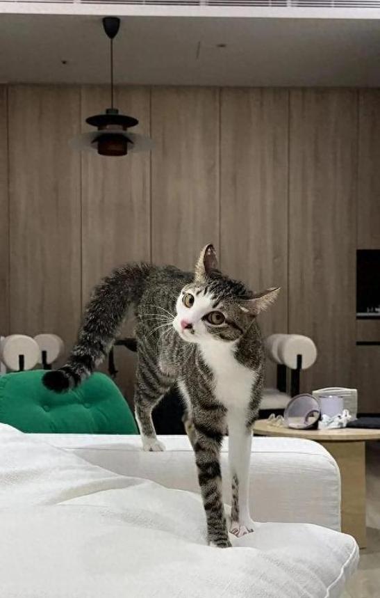 小猫的搞笑瞬间图标