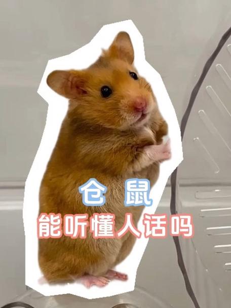 仓鼠能听懂人话吗图标
