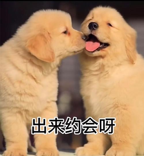 出来约会啊表情包截图