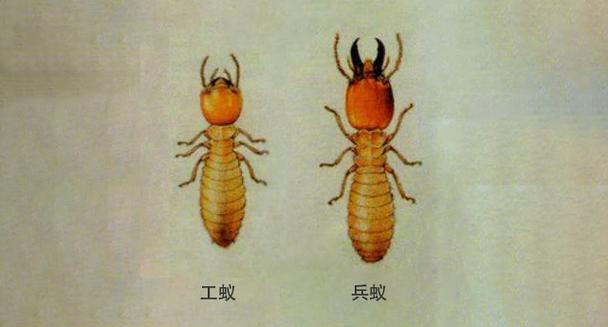 兵蚁和工蚁的分工图标