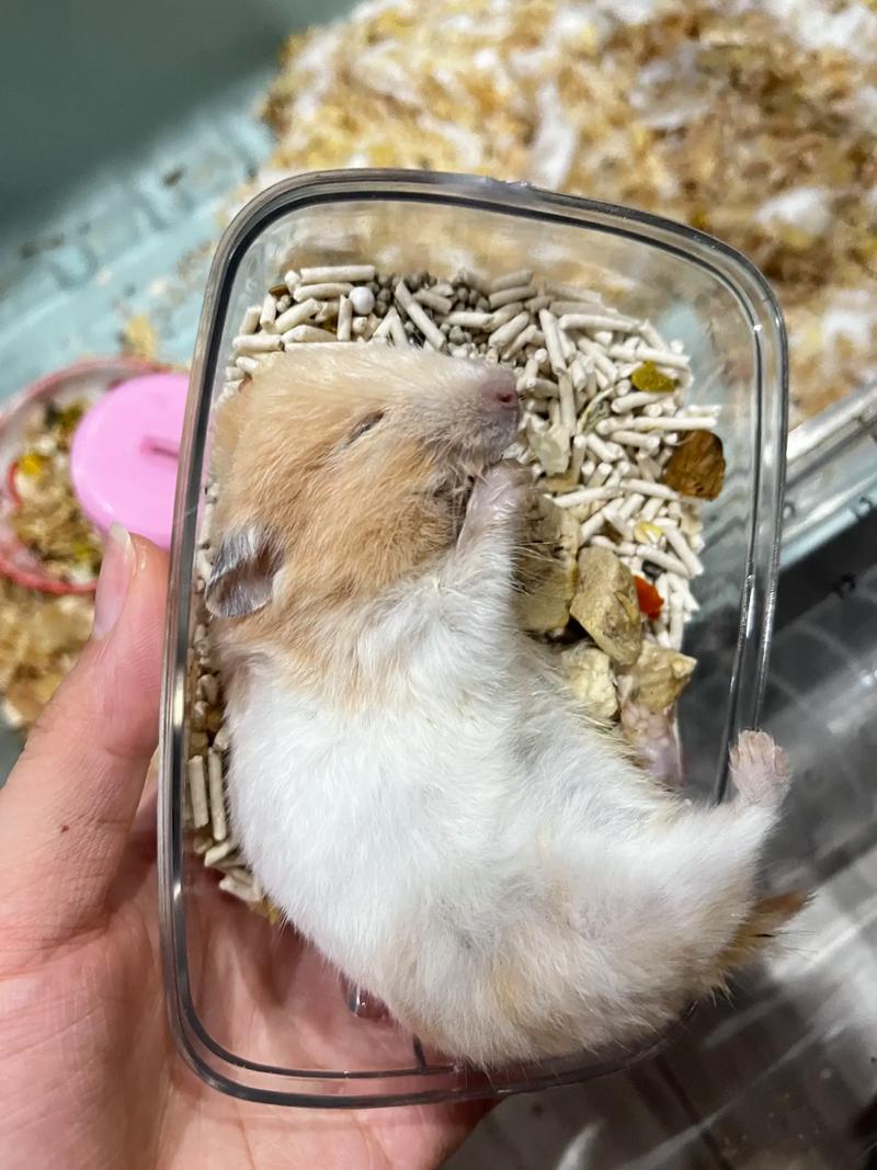 仓鼠去了吱星球