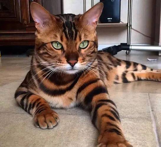 世界十大顶级名猫图标