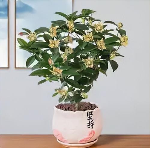 月桂哪个品种最好图标