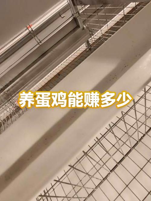 养100只蛋鸡一年能赚多少钱?