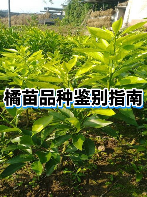 橘子树苗截图