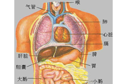 五脏六腑结构图图标