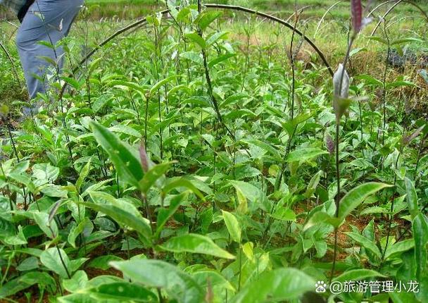 目前种植什么东西前景最好图标