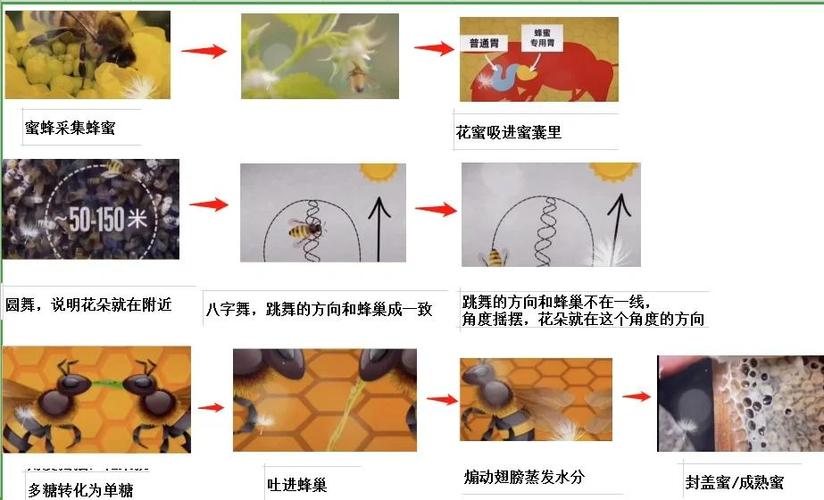 蜜蜂制作蜂蜜的过程视频图标