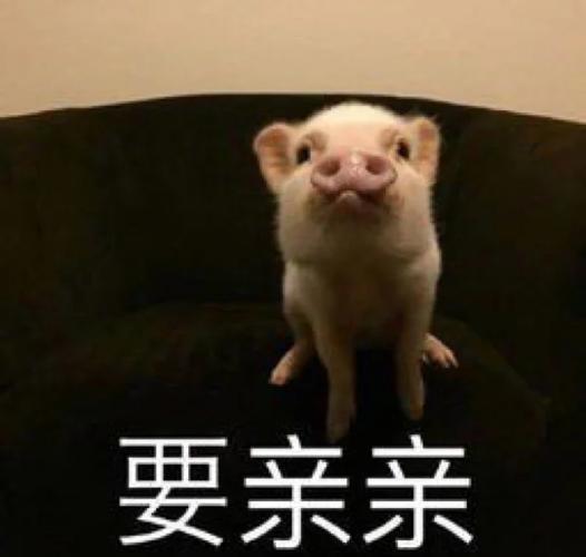 里四猪猪表情图标