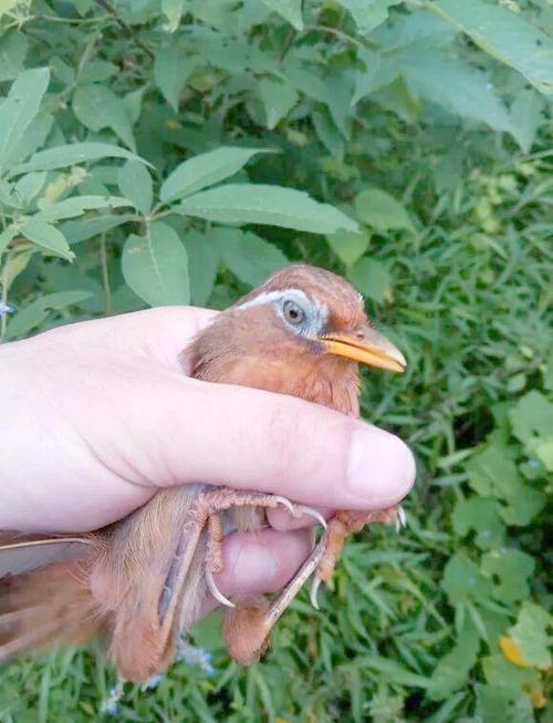 画眉鸟食量增加最快方法图标