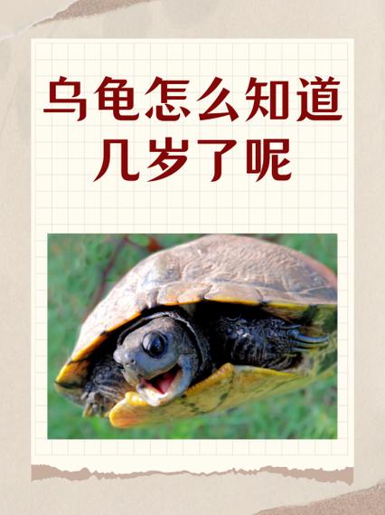 如何判定乌龟是否活着截图