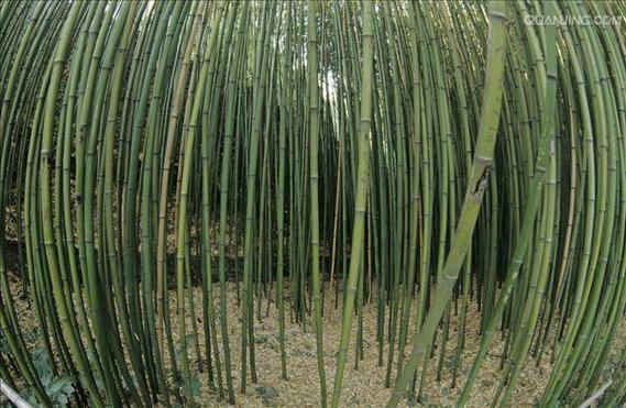 竹bamboo百度云截图