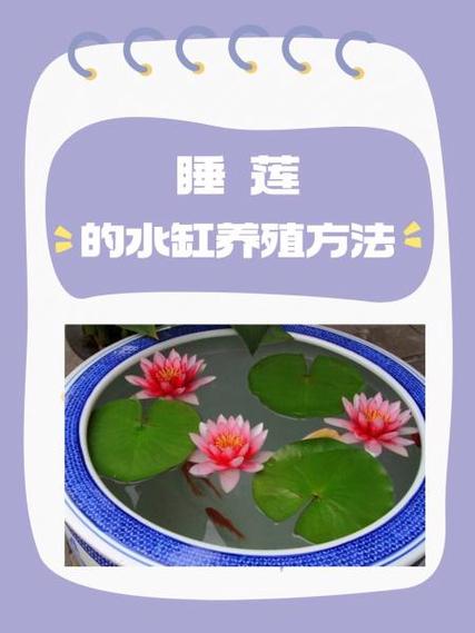 睡莲的养殖方法和注意事项图标