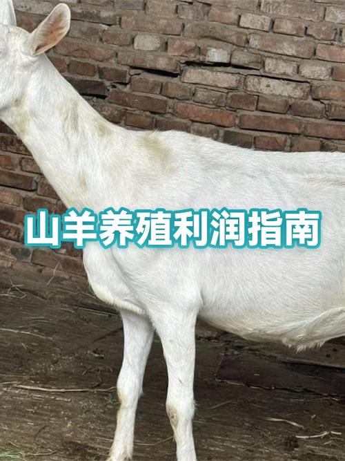 养羊有利润吗图标