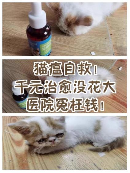得过猫瘟的屋子还能再养猫吗
