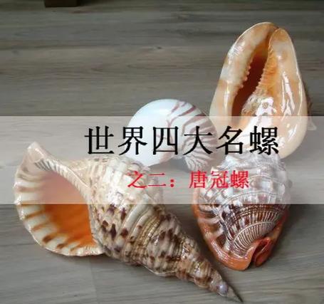海螺贝壳值钱吗图标