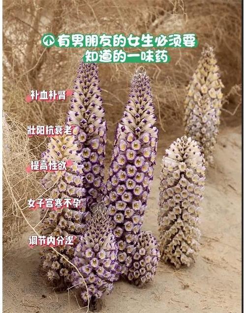 三种人不宜吃苁蓉图标
