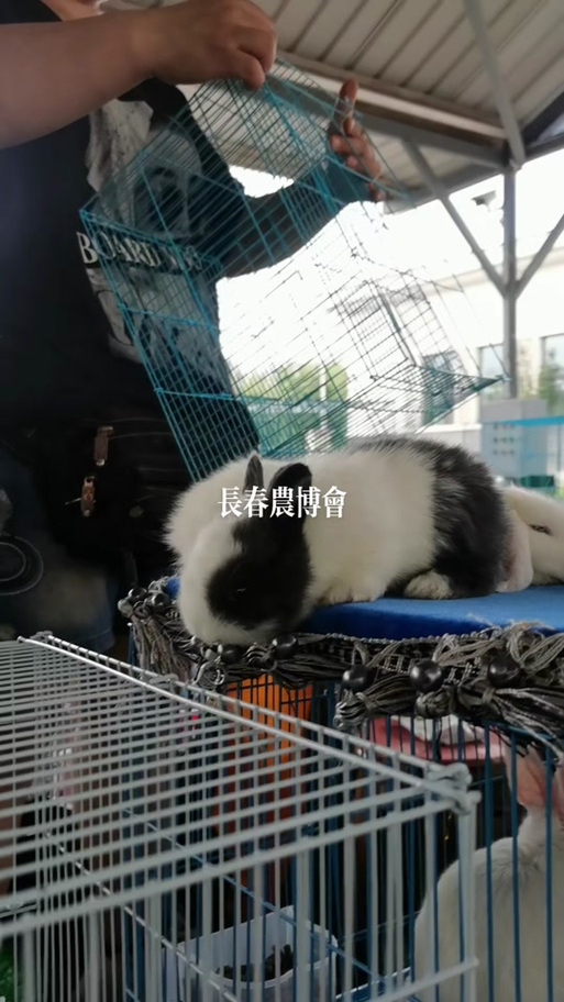 小萌兔直播图标