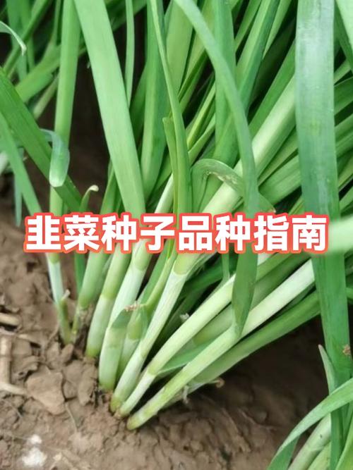 韭菜最好三个品种图标