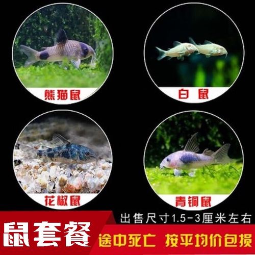 渔帆暗涌怎么把大蛇给干掉图标