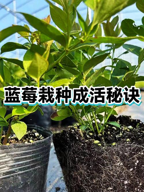 蓝莓的种植方法和技术