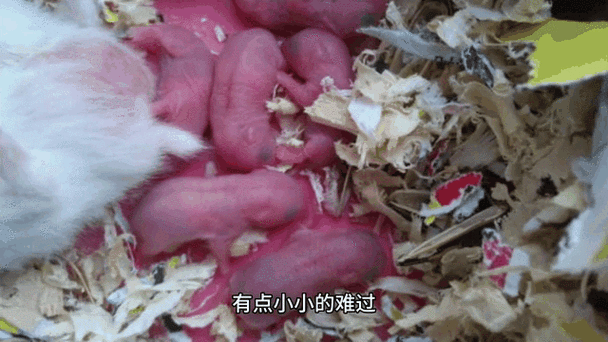 小仓鼠能活多久图标