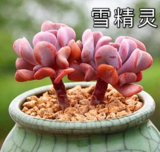 老滚5雪精灵在哪图标