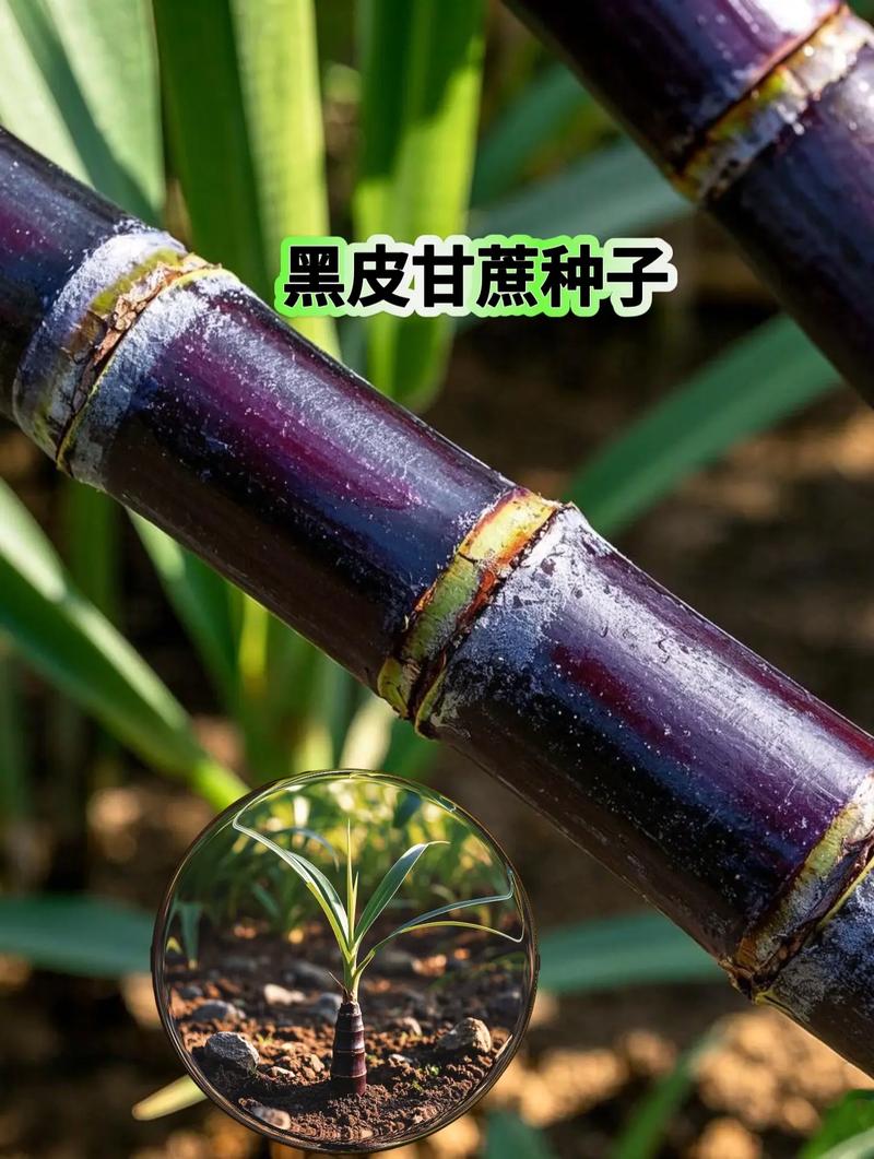 甘蔗种子图标