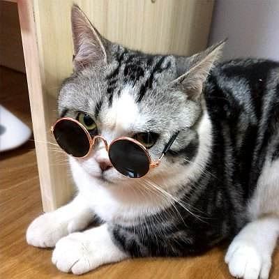 猫猫大佬图标