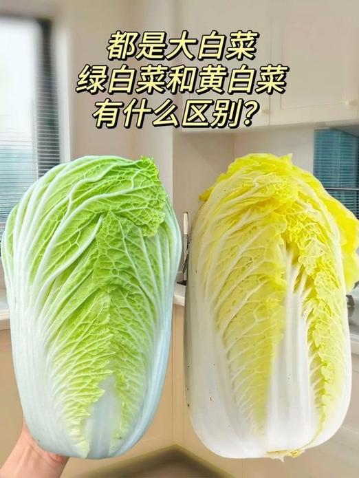 白菜是白的好还是绿的好图标