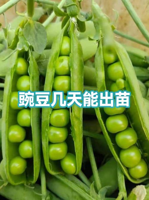 豌豆几月份可以吃图标