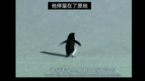 央视企鹅纪录片截图
