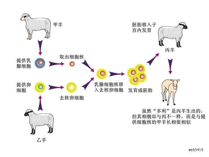 TRBC呈多克隆性表达