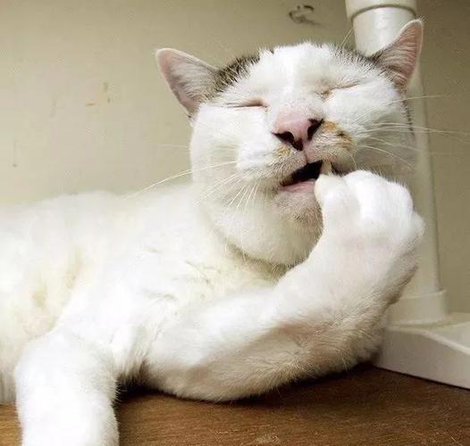 小丑被嘲笑猫嘲笑表情包缩略图