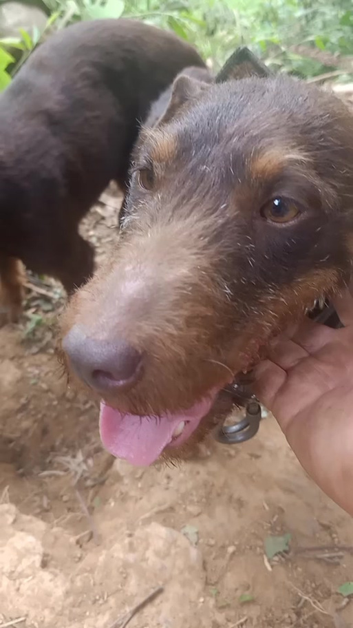 黄金戟和猎犬长牙哪个好图标