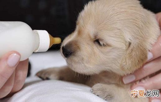 仔犬的哺乳期一般为多少天图标