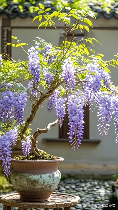 十大最漂亮的花盆图标