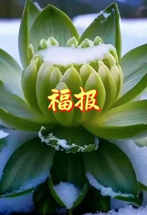 所谓的福报是什么图标
