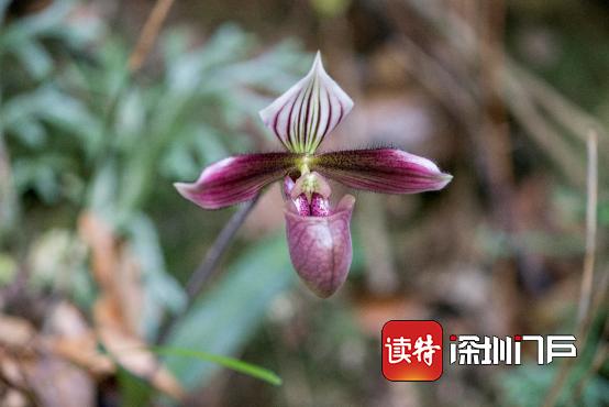 荒野大镖客2兰花位置图标