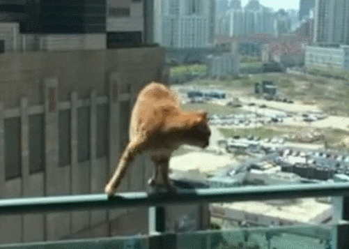 猫突然坠楼是福还是祸缩略图