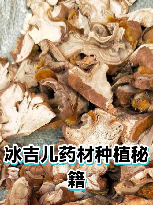 药材种植网图标