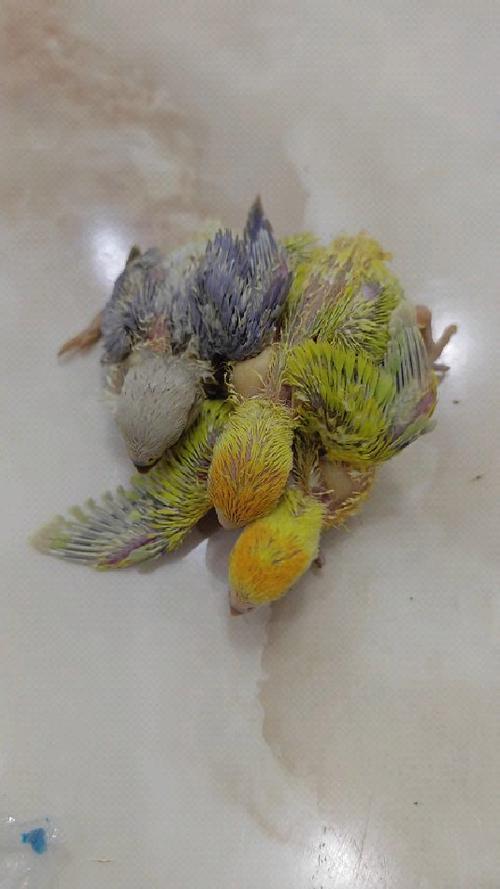 鹦鹉雏鸟图标