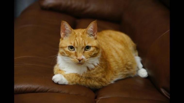 橘猫进屋十大征兆图标