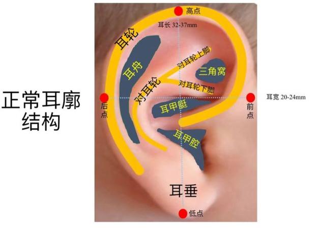 一只耳朵畸形算残疾吗图标