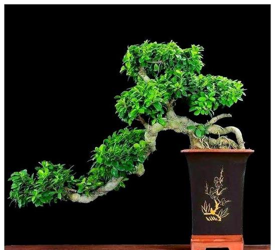 小叶榕可以养在家里吗截图