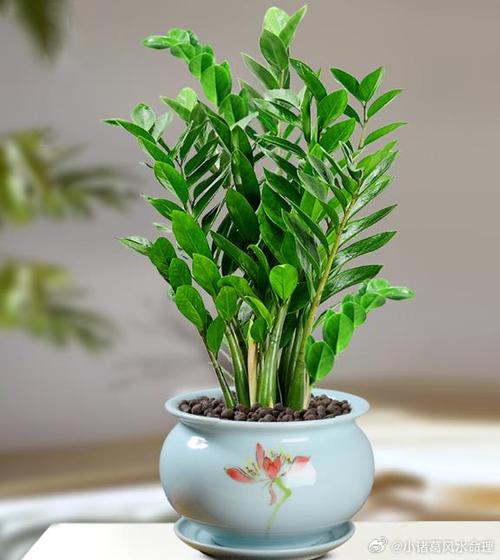 微信幸运金钱树靠谱么