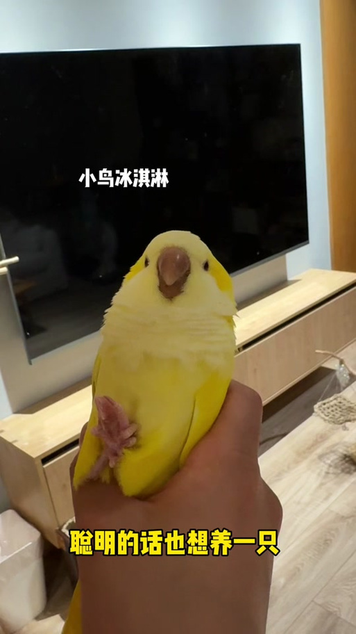 柚柚小鸟和橘子小鹦鹉游戏截图