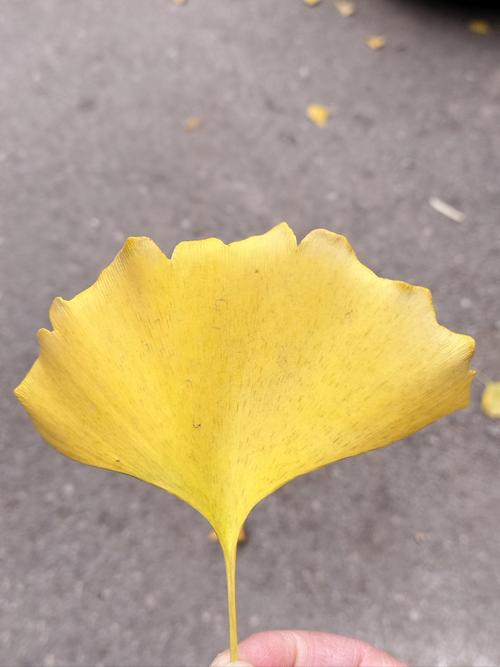 银杏叶远看像什么截图